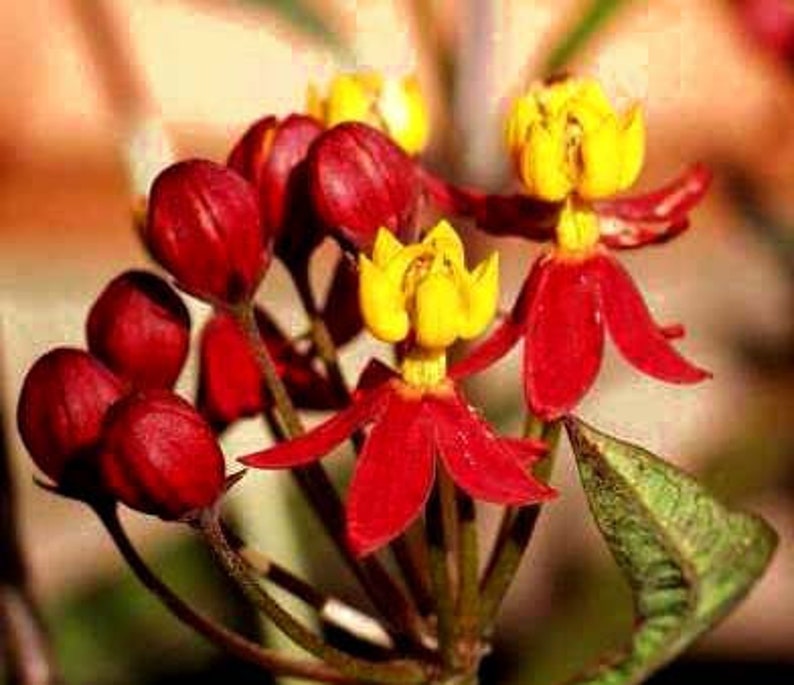 Asclepias Curassavica Blood Flower 40 Seeds - Etsy