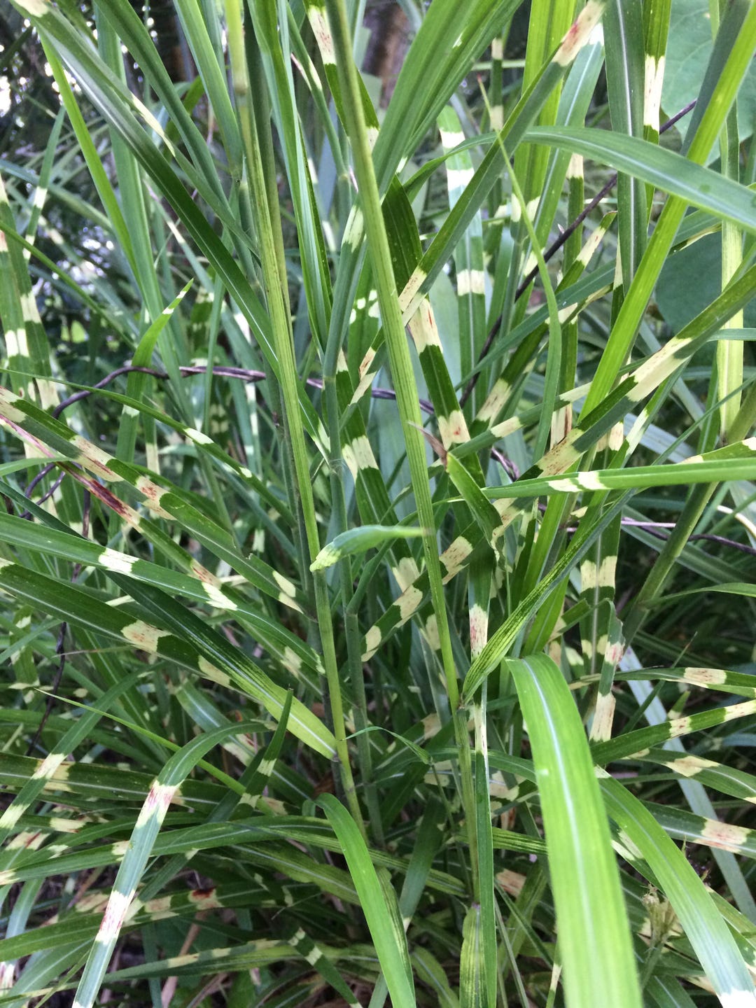 Miscanthus Sinensis ‘strictus’ Porcupine Grass 15 Seeds - Etsy
