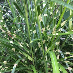 Miscanthus Sinensis ‘strictus’ Porcupine Grass 15 Seeds - Etsy