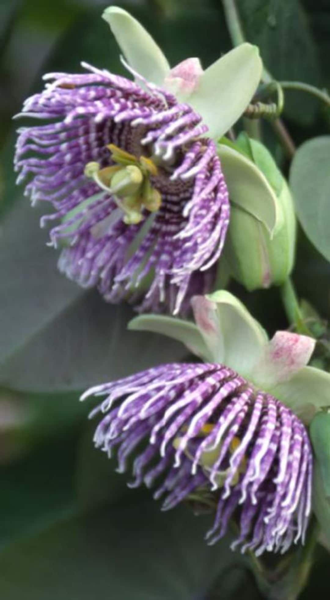 Passiflora Ligularis Sweet Granadilla 10 Seeds - Etsy