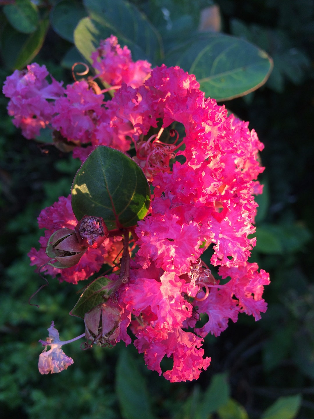 Crepe Myrtle Lagerstroemia Cv. Miss Sandra Plant - Etsy