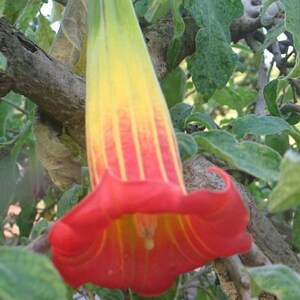 Brugmansia Sanguinea Red Angel Trumpet 15 Seeds - Etsy