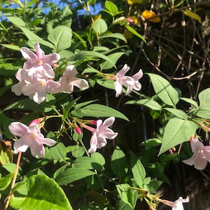 Jasminum Stephanense (oleaceae) Pink Summer Jasmine Quart Plant - Etsy