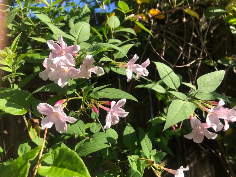 Jasminum Stephanense (oleaceae) Pink Summer Jasmine Quart Plant - Etsy