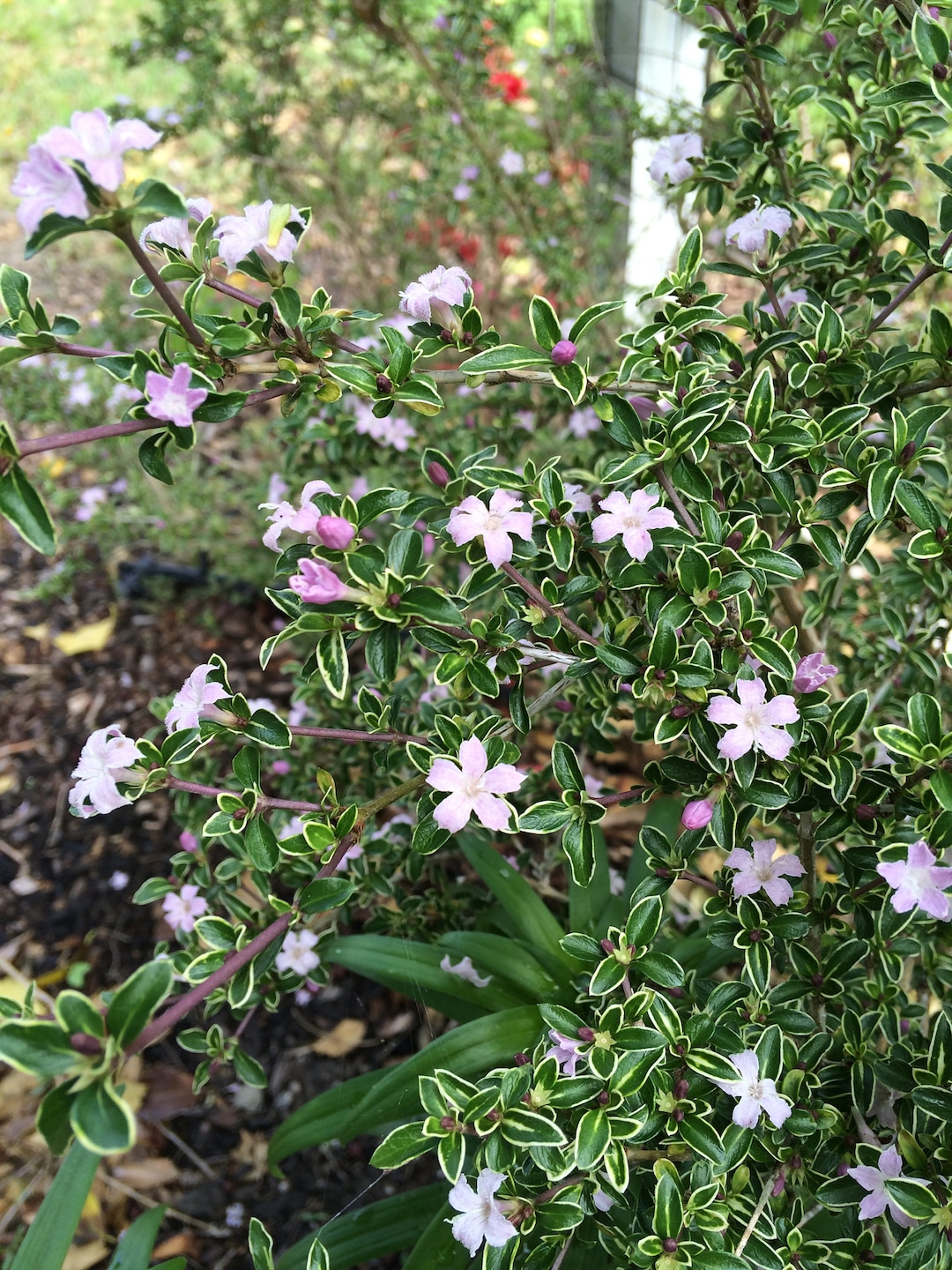 Mount Fuji Serissa Quart Pot With 3 Plants Bonsai - Etsy