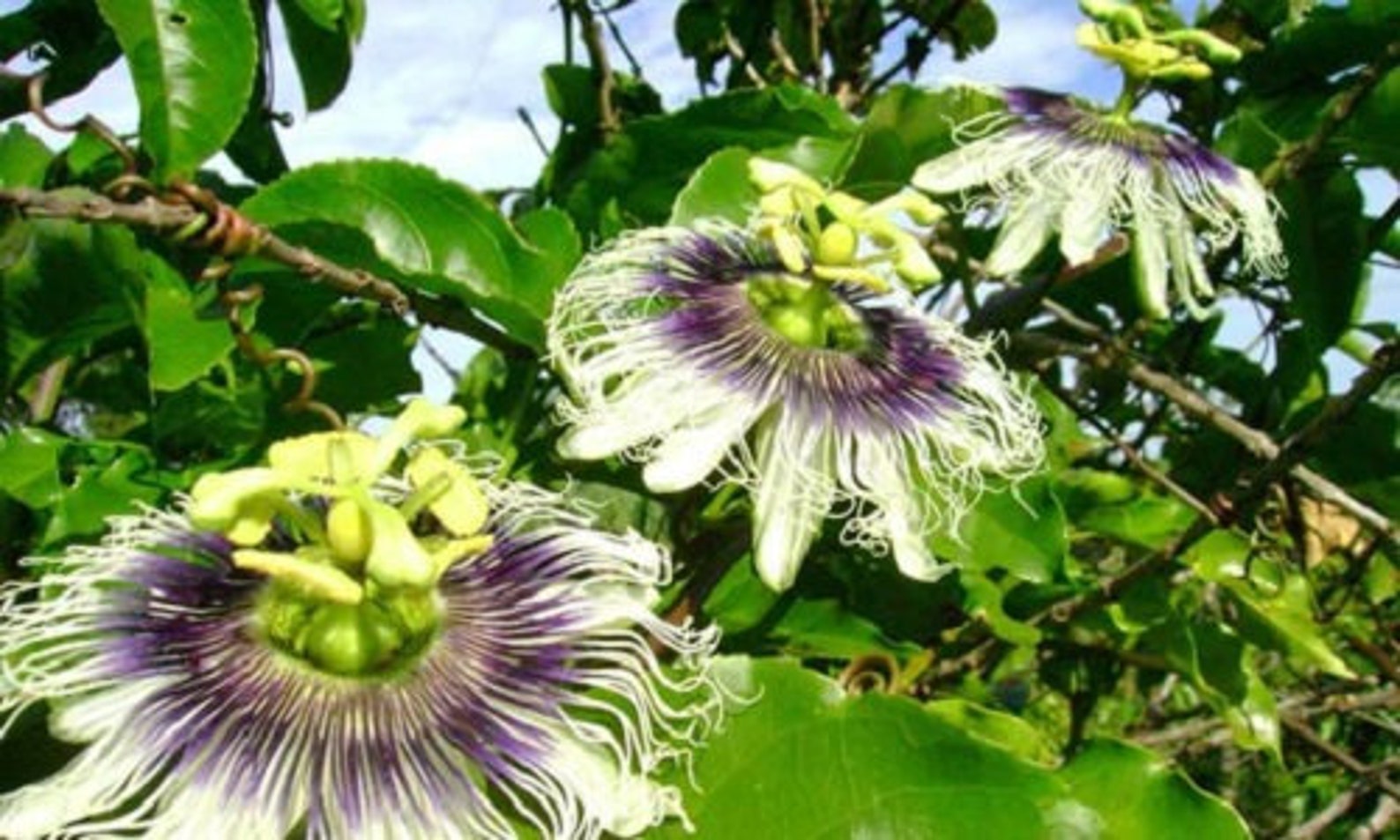 Passiflora Edulis Hybrid Mikes Choice 10 Seeds - Etsy