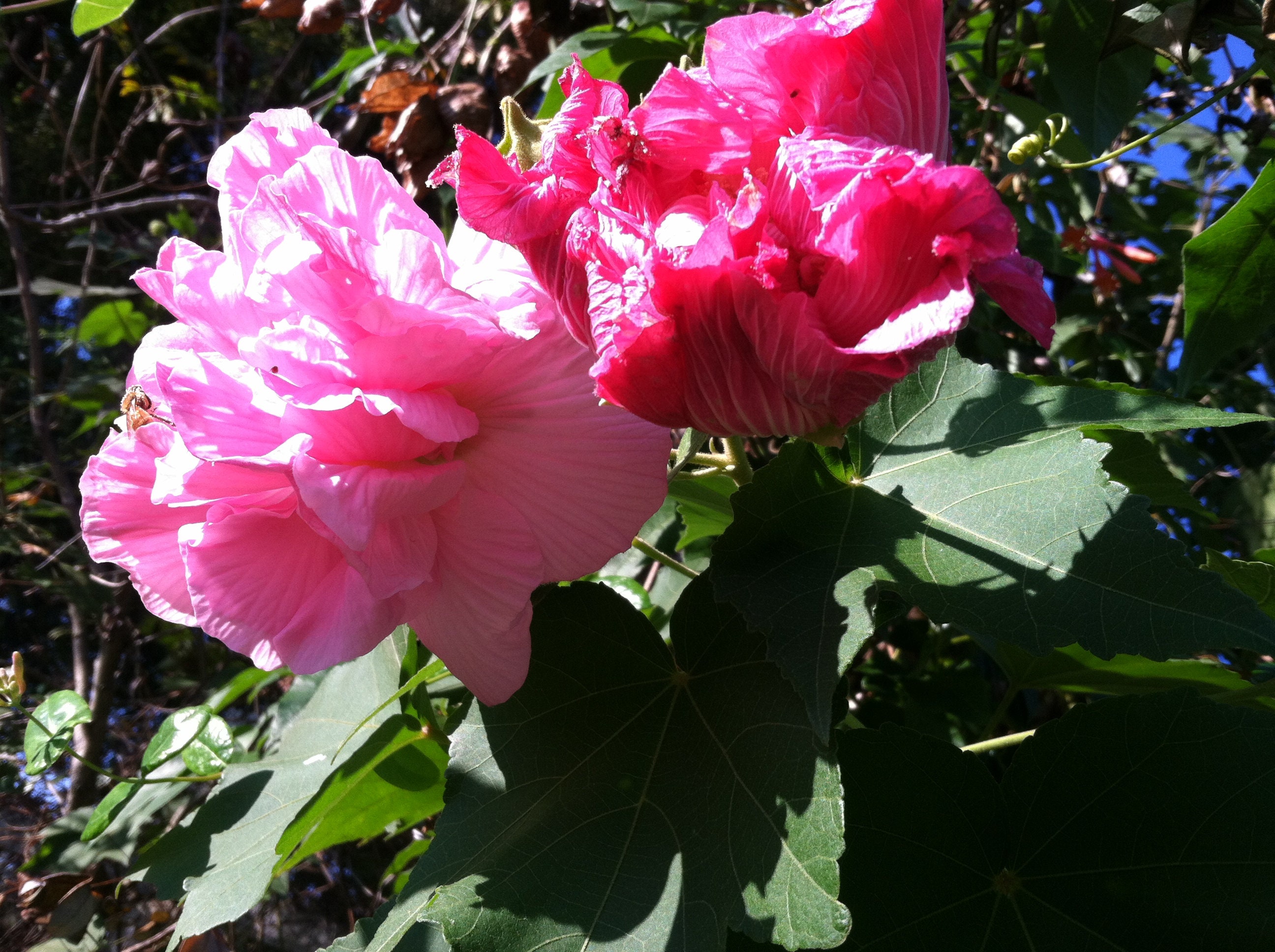 Hibiscus mutabilis Cotton Rose Double multicolor guart Plant | Etsy
