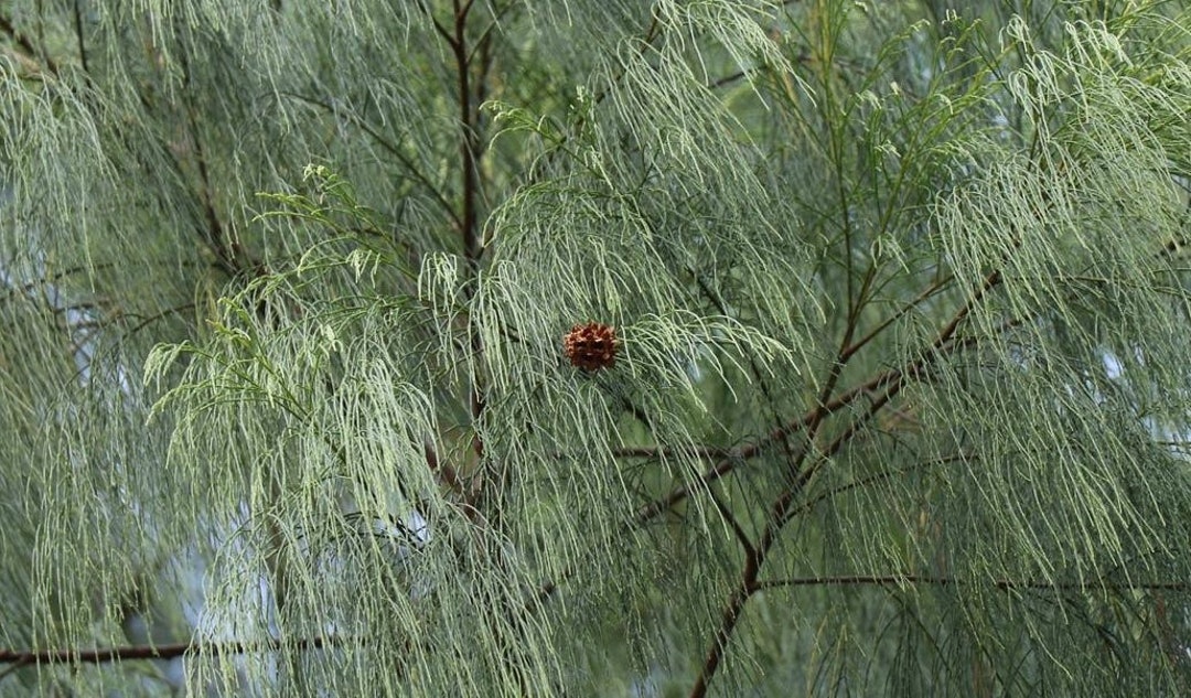 Casuarina Equisetifolia Coastal She-oak Tree Horsetail She-oak 30 Seeds ...