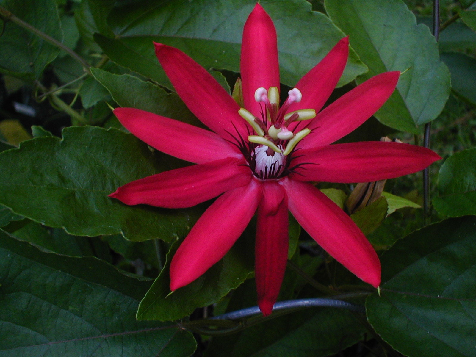 Passiflora Manicata Red Passion Flower 8 Seeds - Etsy