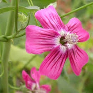Tree Mallow Malva Assurgentiflora Island Mallow Mission Mallow 20 Seeds ...