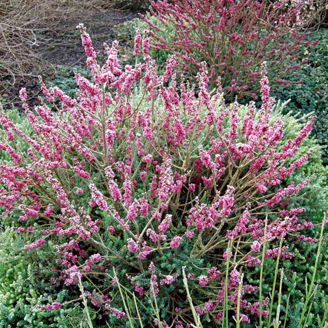 Garland Flower Daphne Mezereum Paradise 8 Seeds - Etsy