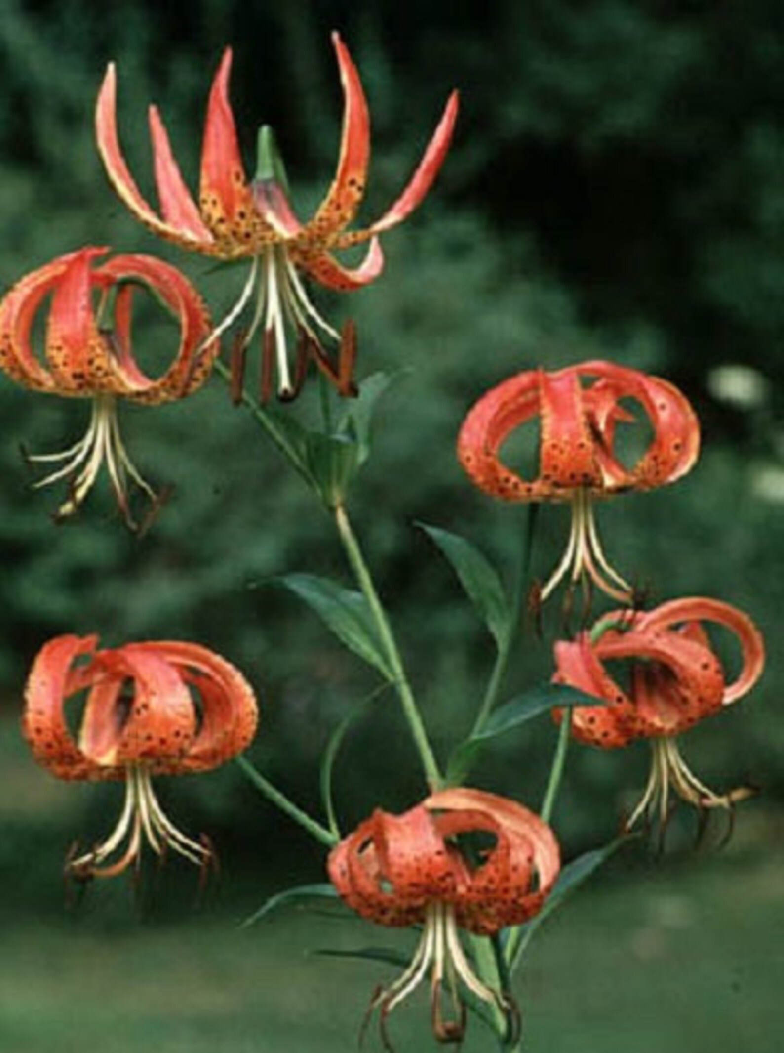 Lilium Superbum Turks Cap Lily 10 Seeds - Etsy