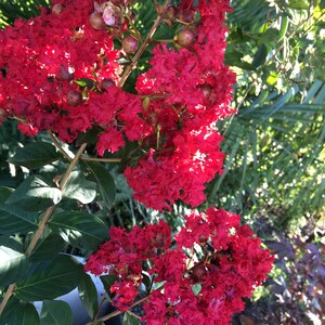 Crepe Myrtle Lagerstroemia Red Rooster Gallon Plant - Etsy