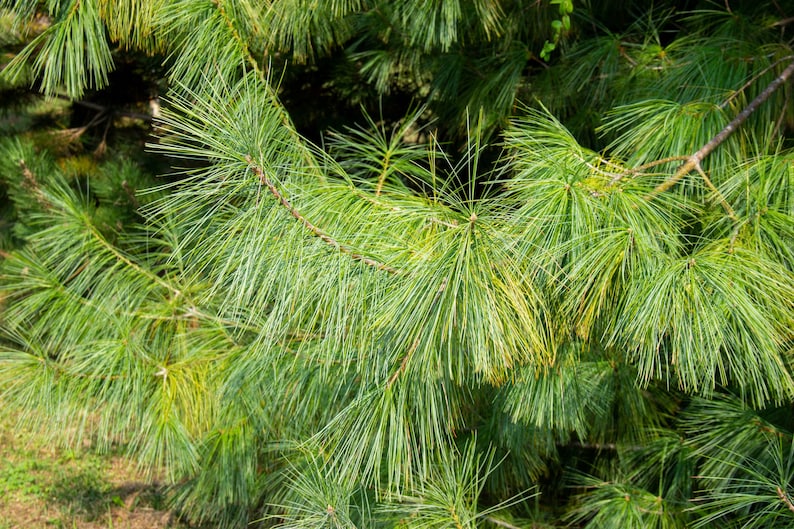 Pinus Patula Ocote Nacho Mexican Weeping Pine 30 Seeds - Etsy