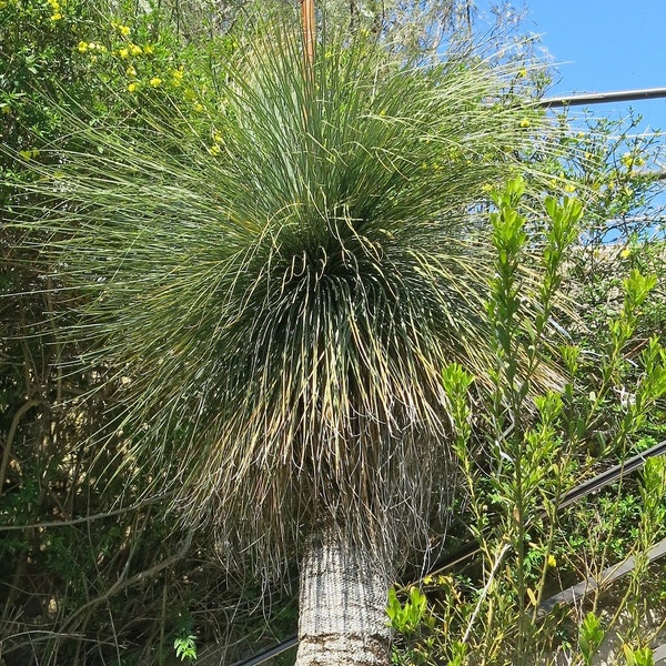 Tree and Grass - Etsy