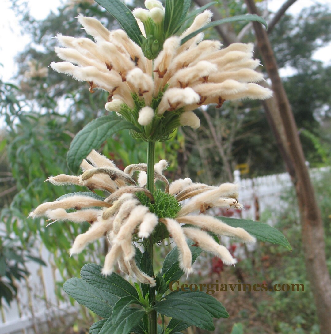 Leonurus Japonicus Var. Alba White Lions Ear 10 Seeds - Etsy