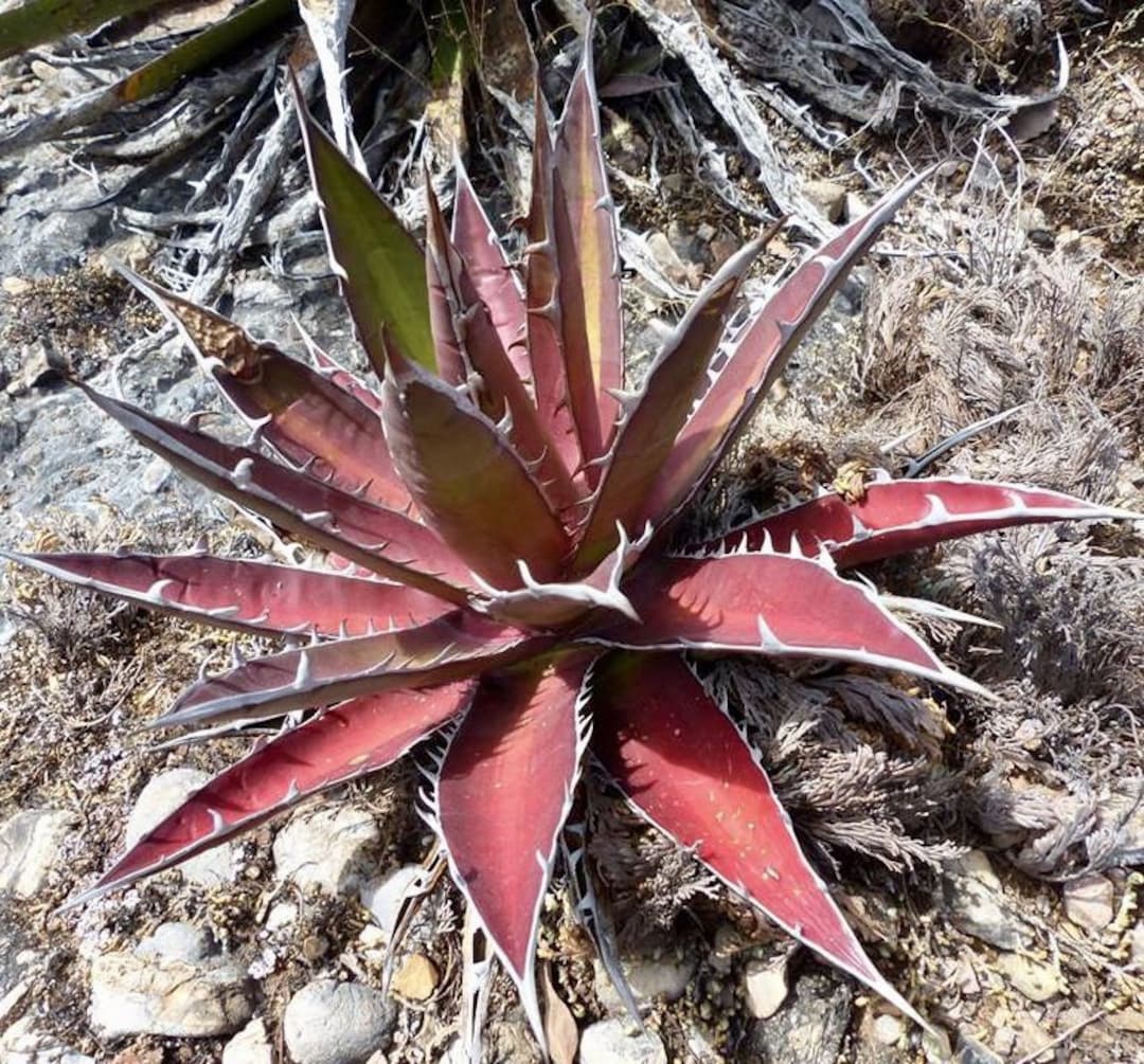 Red Agave Agave Kerchovei Huajuapan Red 5 Seeds - Etsy