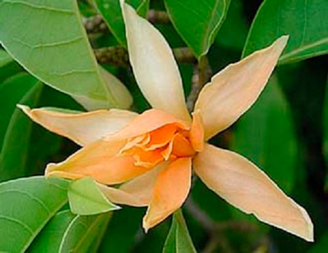 Michelia Champaca VERY FRAGRANT 7 Seeds - Etsy