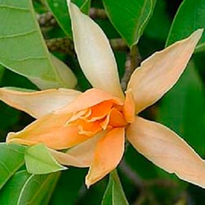 Michelia Champaca VERY FRAGRANT 7 Seeds - Etsy