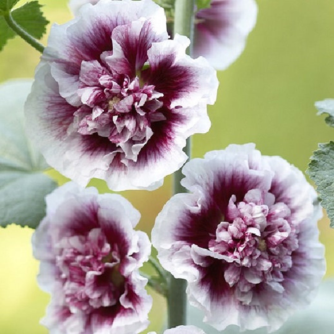 Hollyhock Alcea Rosea Creme De Cassis 15 Seeds Etsy