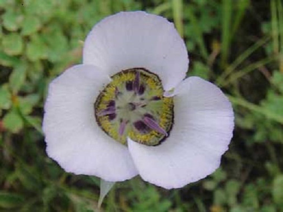Calochortus Gunnisonii Mariposa Lily 10 Seeds - Etsy