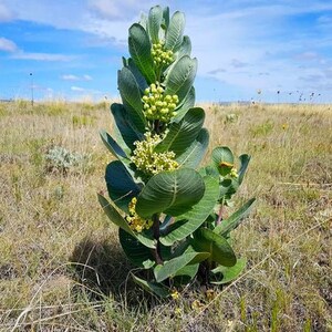 Asclepias Latifolia Broadleaf Milkweed 6 Seeds - Etsy