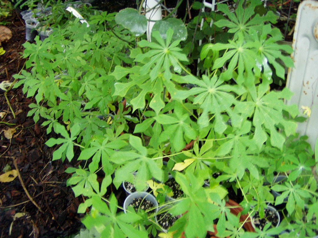 Manihot Grahamii Tapioca Tree Huge Bee Attraction Seeds - Etsy