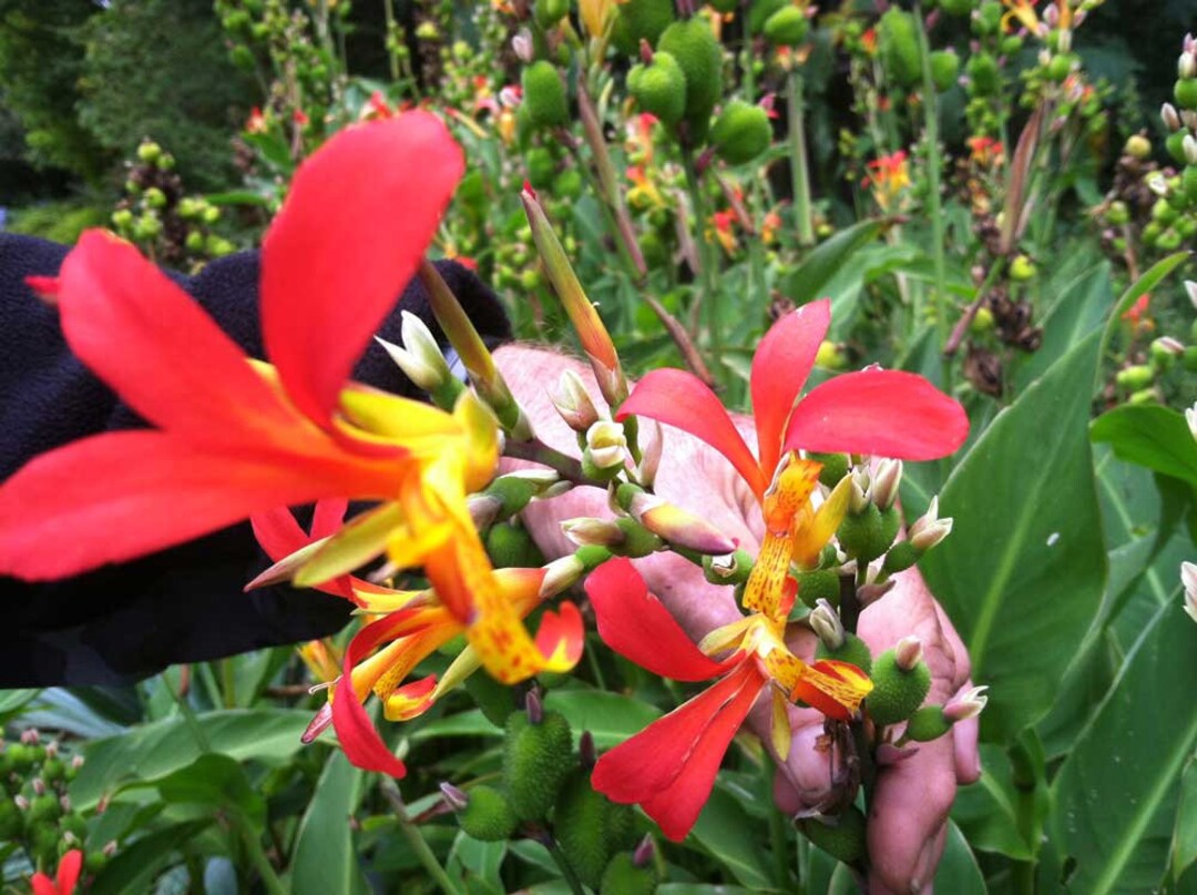 Canna Patens | Indica Red and Gold Indian Shot | 5 Seeds - Etsy