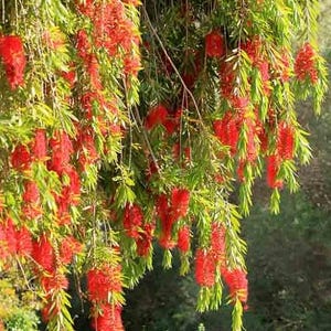 Weeping Bottlebrush Callistemon Viminalis Shrub 20 Seeds - Etsy