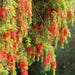 Weeping Bottlebrush Callistemon Viminalis Shrub 20 Seeds - Etsy