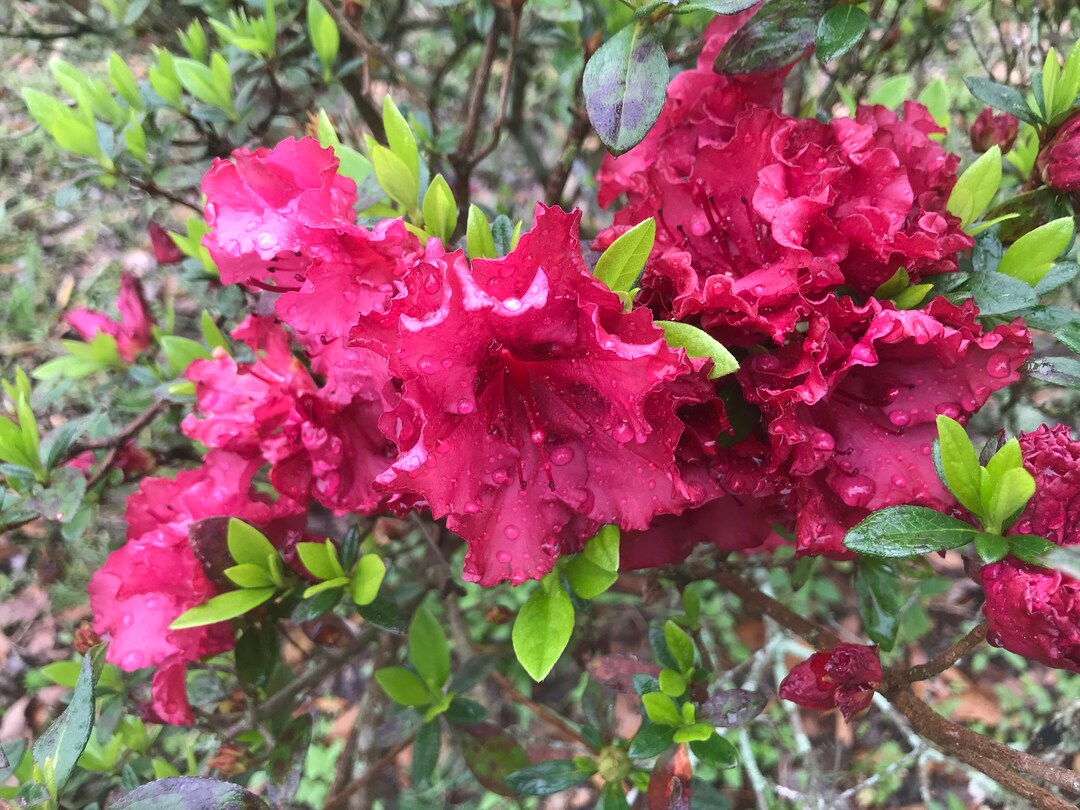 Rhododendron Azalea Rutherfordiana Hybrid Red Ruffles Pint Plant - Etsy
