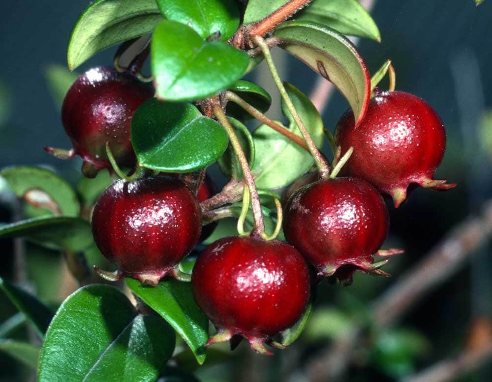 Ugni Molinae | Chilean Guava | Strawberry Myrtle | 10 Seeds - Etsy