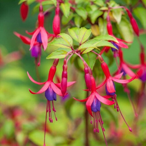 Fuchsia Magellanica Hardy Bush Fuchsia 15 Seeds - Etsy