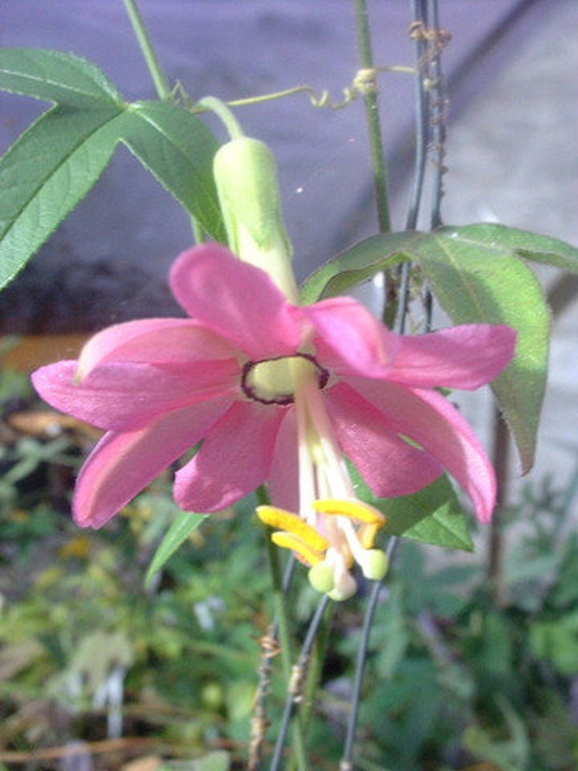 Passiflora Mollissima Banana Passionfruit 10 Seeds - Etsy