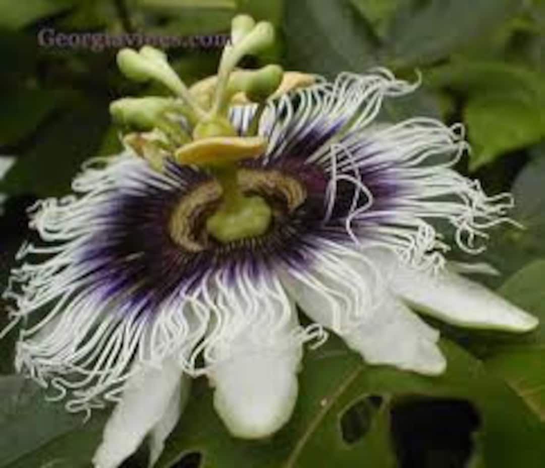 Passiflora Purple Possum 10 Seeds - Etsy