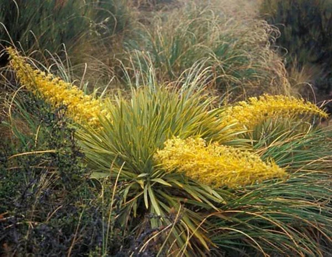 Aciphylla Aurea Golden Spaniard USA 8 Seeds - Etsy