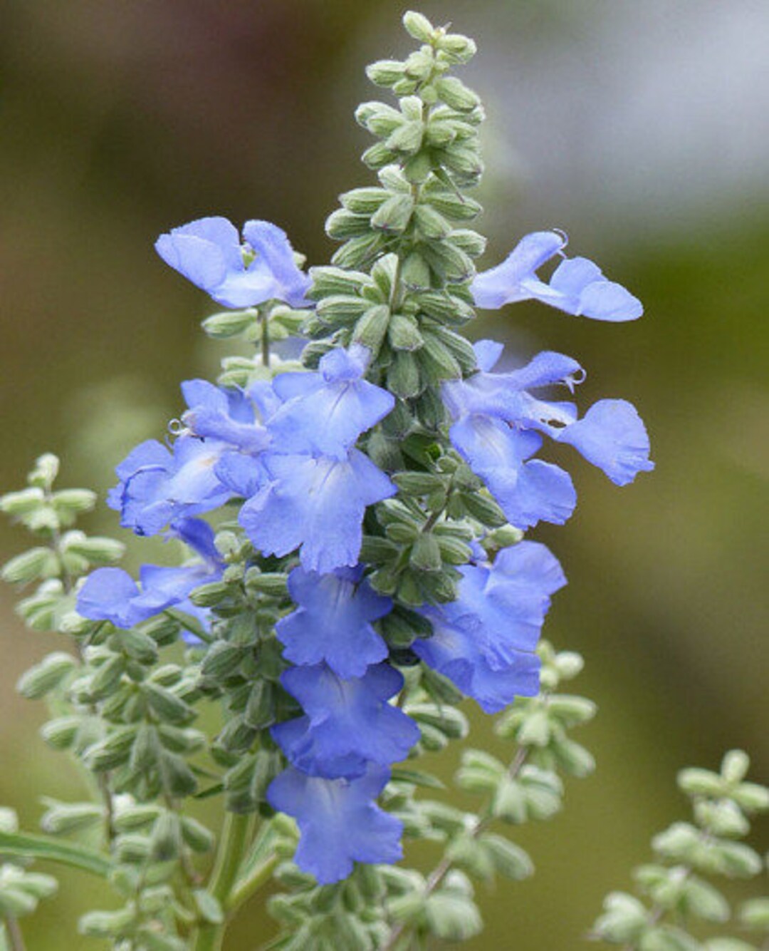 Blue Sage Salvia Azurea Gradiflora 10 Seeds - Etsy