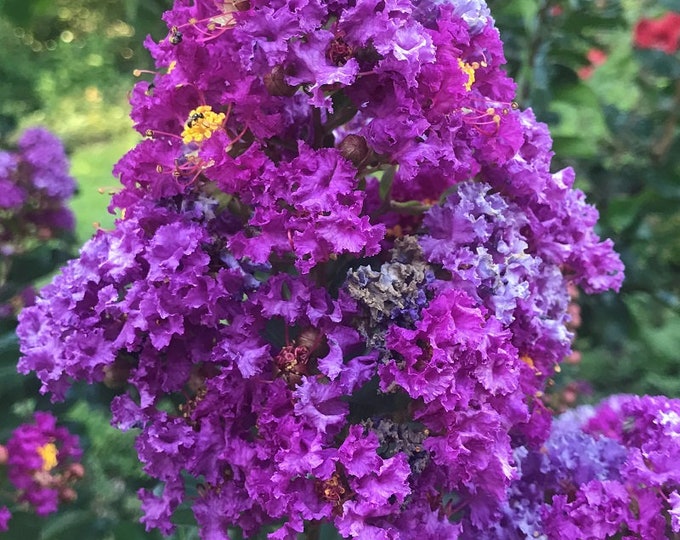 Dwarf Crape Myrtle Purple Velvet 20 Seeds - Etsy