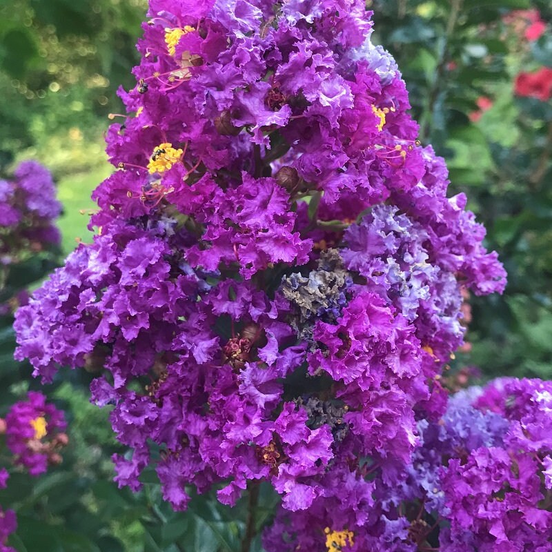 Dwarf Crape Myrtle - Etsy