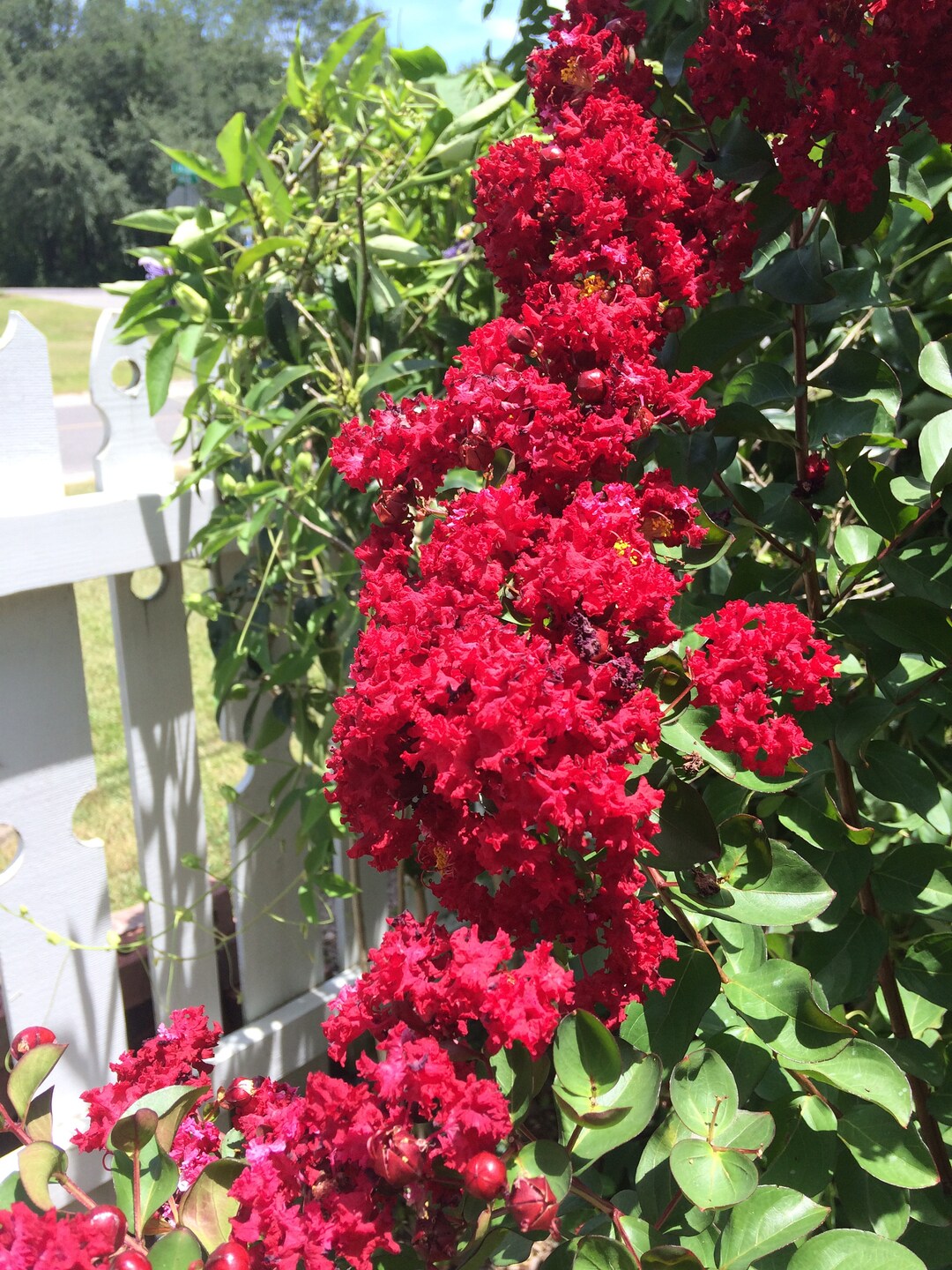 Crepe Myrtle Lagerstroemia Red Rooster Gallon Plant - Etsy