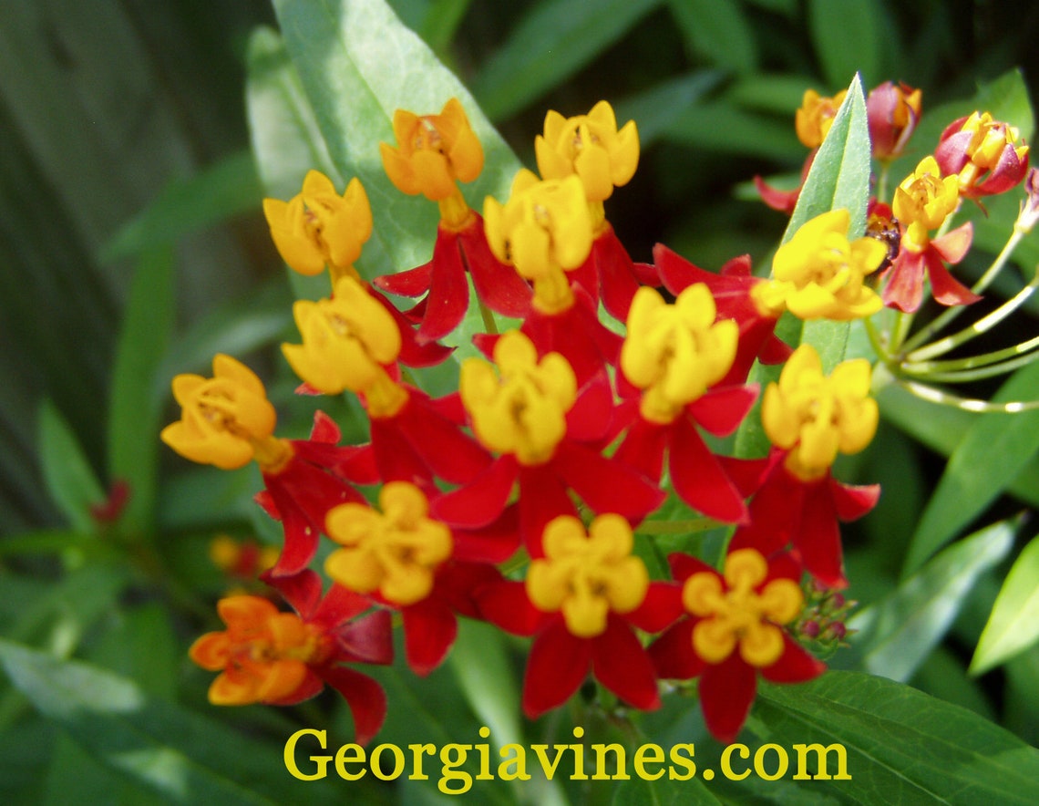 Asclepias Curassavica Blood Flower 40 Seeds - Etsy