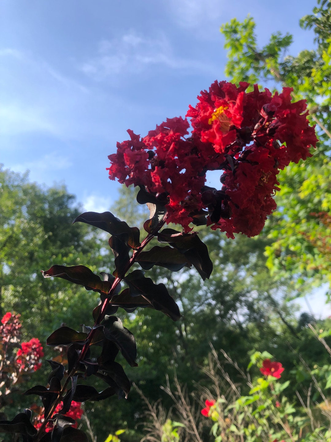 Crape Myrtle Ebony Diamond Red Fire Lagerstroemia 10 Seeds - Etsy