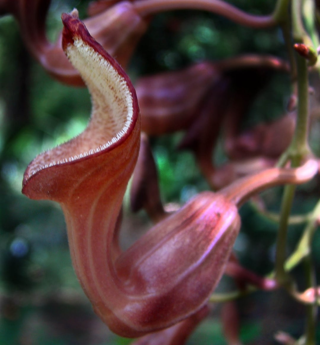 Aristolochia Maxima Florida Dutchman Pipevine 10 Seeds - Etsy