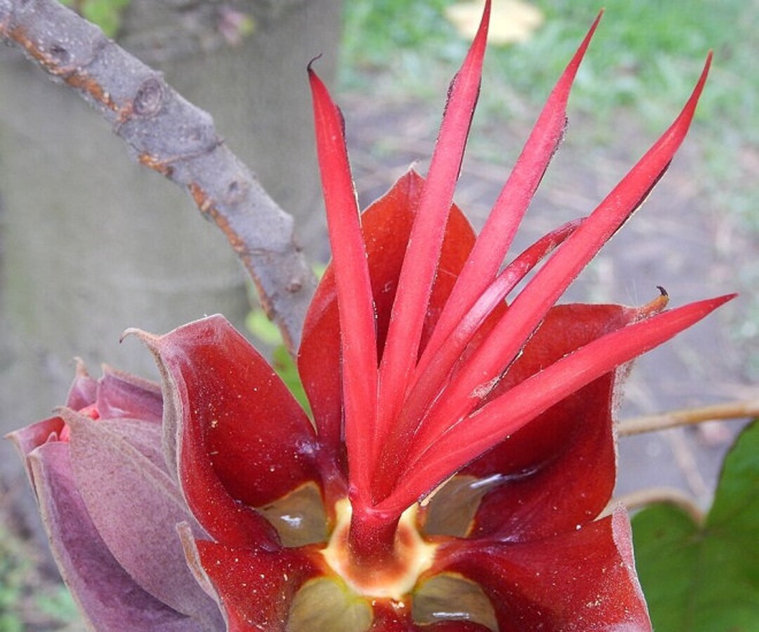 Chiranthodendron Pentadactylon Devil's - Monkey Hand Tree 15 Seeds - Etsy