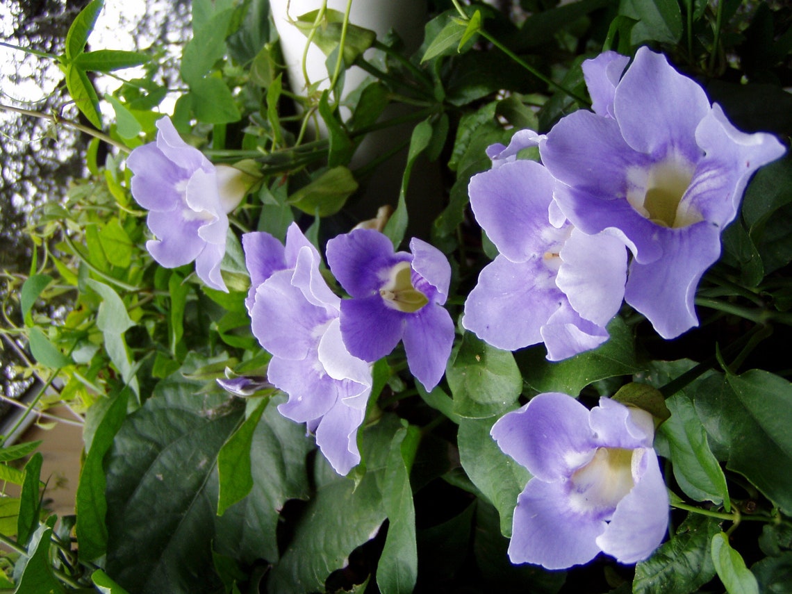 Thunbergia Grandiflora Blue Sky Vine Gallon Plant - Etsy