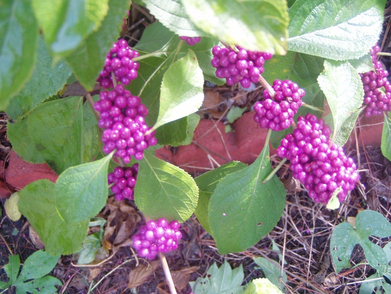 Callicarpa Americana Beauty Berry Bush French Mulberry Quart - Etsy