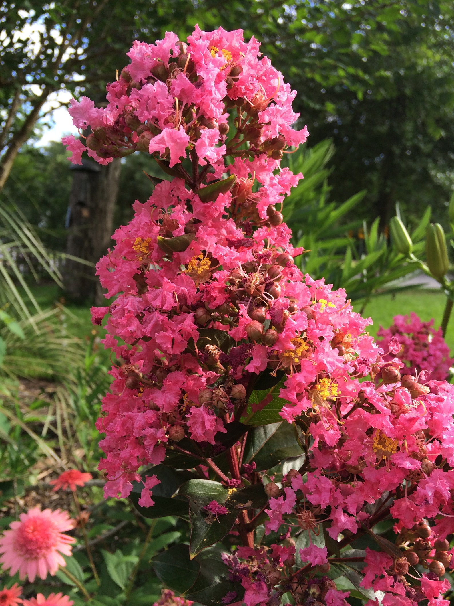 Crepe Myrtle Lagerstroemia cv. Miss Sandra plant | Etsy