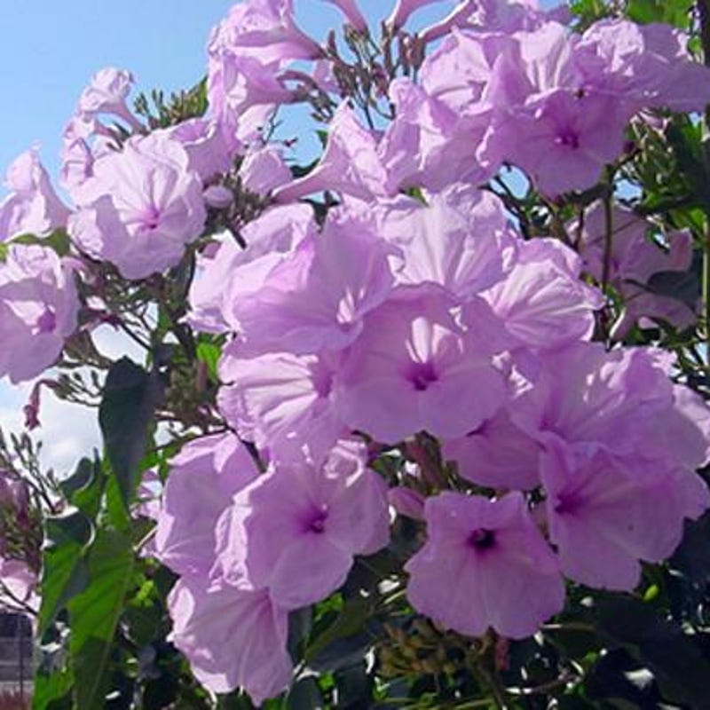 Pink Morning Glory - Etsy