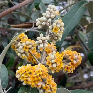 Buddleia Nitida Buddleja Alpina 50 Seeds - Etsy