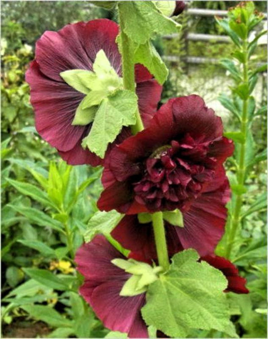 Chaters Chestnut Brown Alcea Rosea 15 Seeds - Etsy